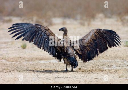 White backed vulture bathing Stock Photo - Alamy