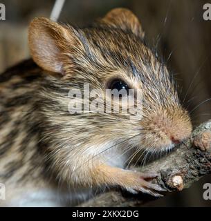 Single-striped Grass Mouse (Lemniscomys rosalia) Mammalia Stock Photo ...