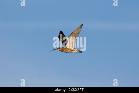 Eurasian Curlew, in flight Stock Photo - Alamy
