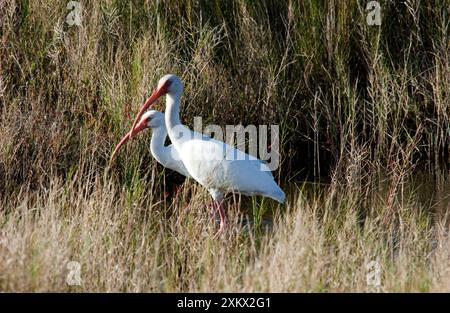 American White Ibis feeding in shallow water Stock Photo - Alamy