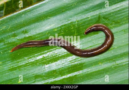 New Zealand flatworm (Arthurdendyus triangulatus). first appeared in ...