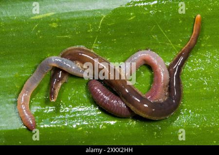 New Zealand Flatworm - catching an earthworm Stock Photo - Alamy