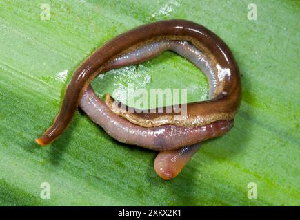 New Zealand Flatworm - eating an earthworm Stock Photo - Alamy