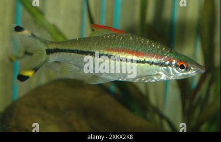 Red Line Torpedo Barb Stock Photo - Alamy