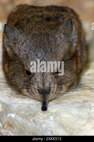 short eared elephant shrew Macroscelides proboscideus Stock Photo - Alamy
