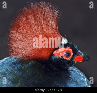 The crested wood partridge or roul-roul, Rollulus rouloul close up ...
