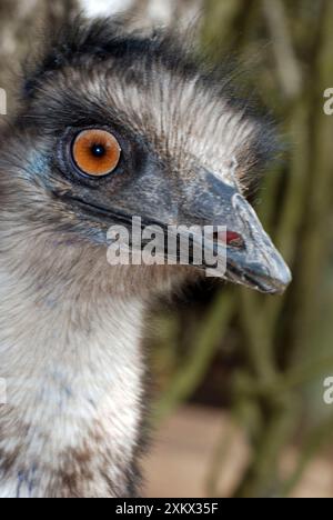 An emu staring Stock Photo - Alamy