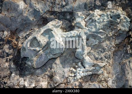 Fossilised skeleton of Diictodon - mammal-like Stock Photo - Alamy