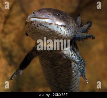 Axolotl - larval form Stock Photo - Alamy