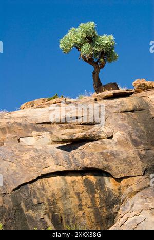 Plants of Africa, Highveld Cabbage tree, Cussonia paniculata, high ...