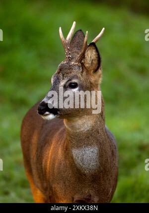 Roe deer, Capreolus capreolus, single male in grass, Warwickshire, May ...