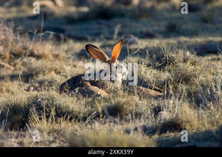 Cape Hare - foraging in open area in early morning Stock Photo - Alamy
