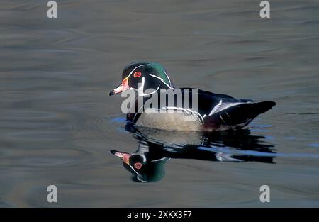 Male wood duck, During fall migration Stock Photo - Alamy