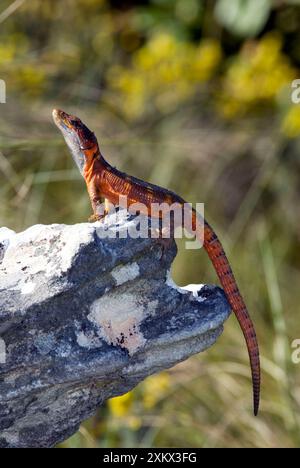 Cape Crag Lizard Pseudocordylus microlepidotus Stock Photo - Alamy