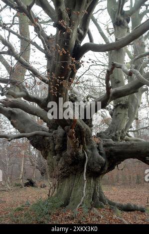 Ancient pollard beech tree in Valle Fiorita, Abruzzo National Park ...