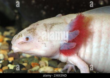 Axolotl: white form of neotenous larva Stock Photo - Alamy