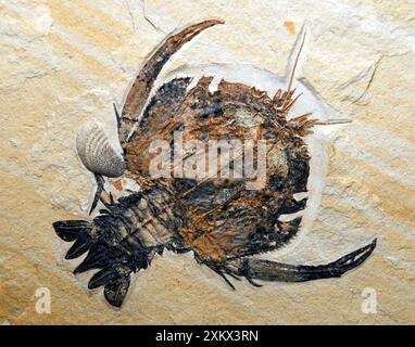 Fossil crustacean Cycleryon propinquus. Jurassic age Stock Photo - Alamy
