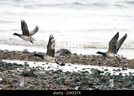 Brent Geese in flight Stock Photo - Alamy