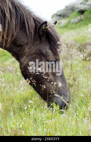 Wild ponies grazing for food in a cold, snowy, winter landscape Stock ...