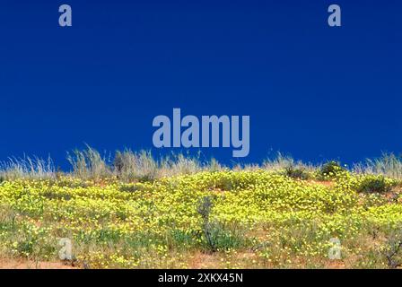 Dubbeltjie flowers after good rainfall Stock Photo - Alamy