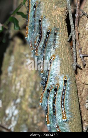 Lappet / Eggar moth caterpillars congregating on Stock Photo - Alamy
