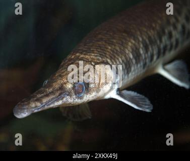 Short nosed gar pike Stock Photo - Alamy