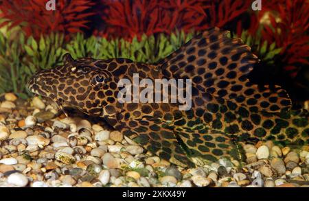 Spotted Suckermouth Catfish - disruptive coloration Stock Photo - Alamy