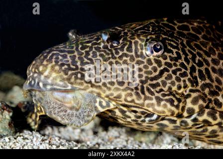 Spotted Suckermouth Catfish - disruptive coloration Stock Photo - Alamy