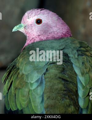 Pink-headed Fruit-dove (Ptilinopus porphyreus) in Mt.Kerinci, Sumatra ...