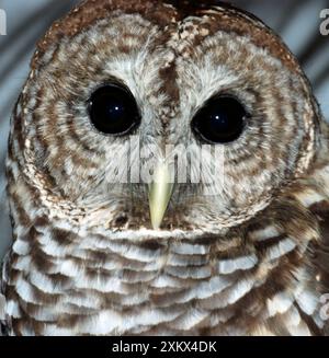 barred owl face, close up, portrait Stock Photo - Alamy