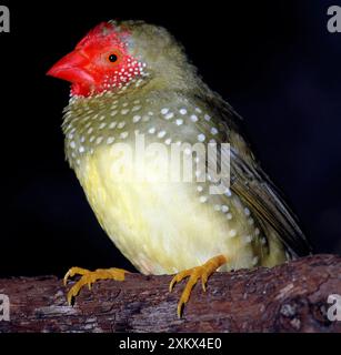 Star Finch (Neochmia ruficauda). Red-tailed Finch, Red-faced Finch ...