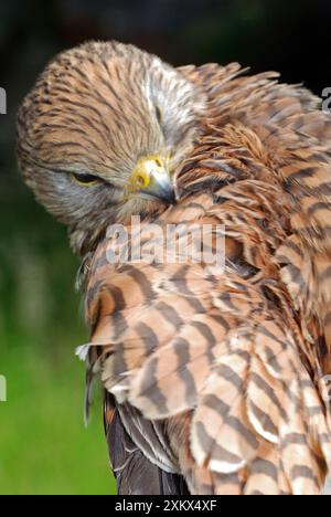 Young Common Kestrel Stock Photo - Alamy