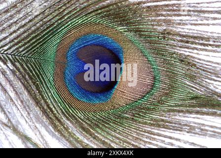 Peacock - feather from 'tail' train Stock Photo - Alamy