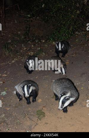 Badger - social group Stock Photo - Alamy