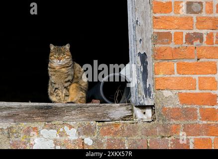 Cat - sat in old barn window Stock Photo - Alamy