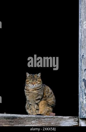 Cat - sat in old barn window Stock Photo - Alamy