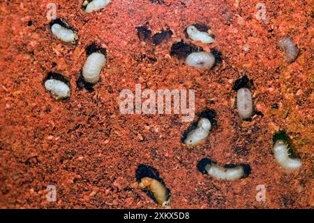 Tobacco / Cigarette Beetle larvae and pupae in Stock Photo - Alamy