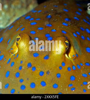 A Blue-spotted stingray, Neotrygon kuhlii, lies on the sandy seafloor ...