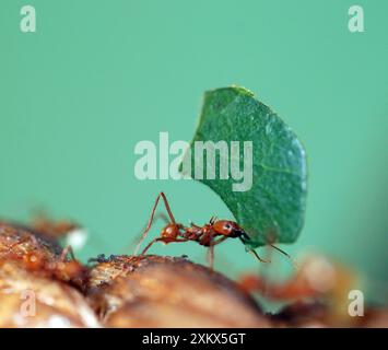 Leafcutter Ant (Atta sp) carrying section of leaf to be used for ...