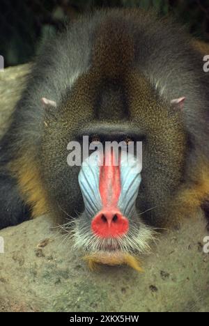 Close-up of a male mandrill Stock Photo - Alamy