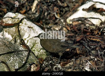 Blackish Cinclodes (Cinclodes antarcticus Stock Photo - Alamy