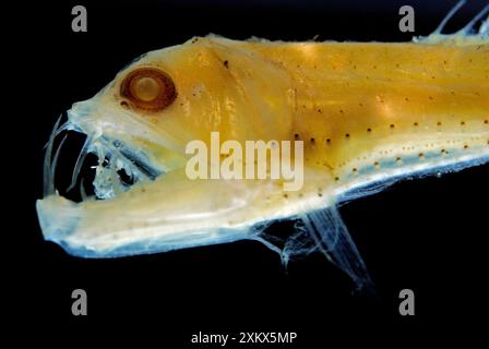 Deep sea fish Sloane's viperfish Chauliodus sloani Chauliodontinae ...