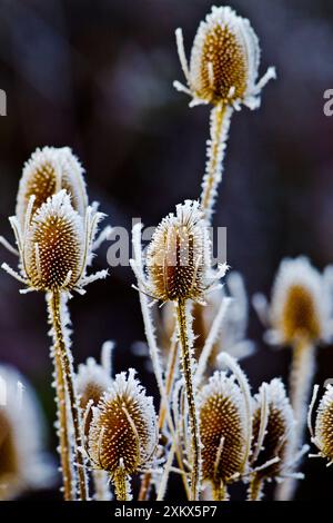 Frost-covered thistles plants in a winter landscape at dawn Stock Photo ...
