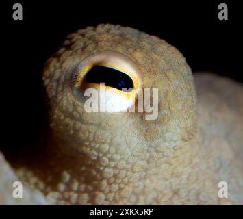 octopus eye in close up Stock Photo - Alamy