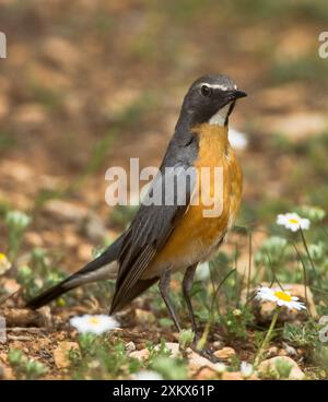 Adult male White-throated Robin perched on a tree in east Turkey. May ...