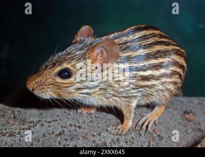 Single-striped Grass Mouse (Lemniscomys rosalia) Mammalia Stock Photo ...