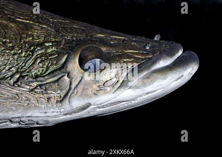 Arapaima gigas, one of the largest freshwater fish in the world, is ...