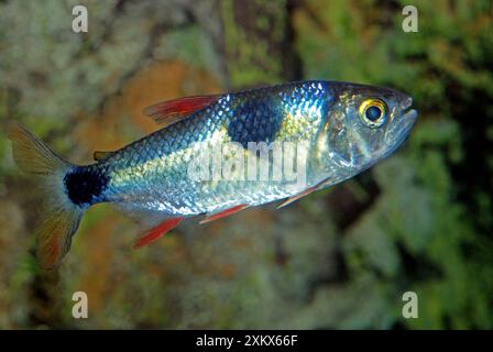 Bucktooth Tetra Fish Stock Photo - Alamy