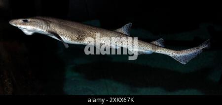 Small-spotted Catshark / Lesser Spotted Dogfish, (Scyliorhinus canicula ...