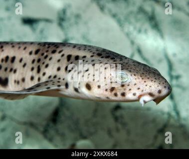 Close up of Lesser spotted catshark / Dogfish (Scyliorhinus canicula ...